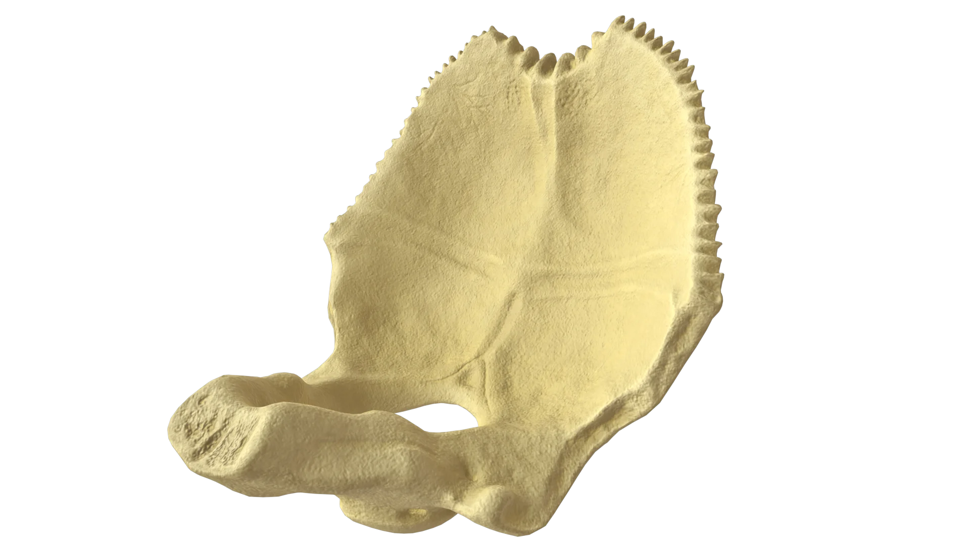 Modelo anatómico 3D del hueso temporal (derecha) | VOKA